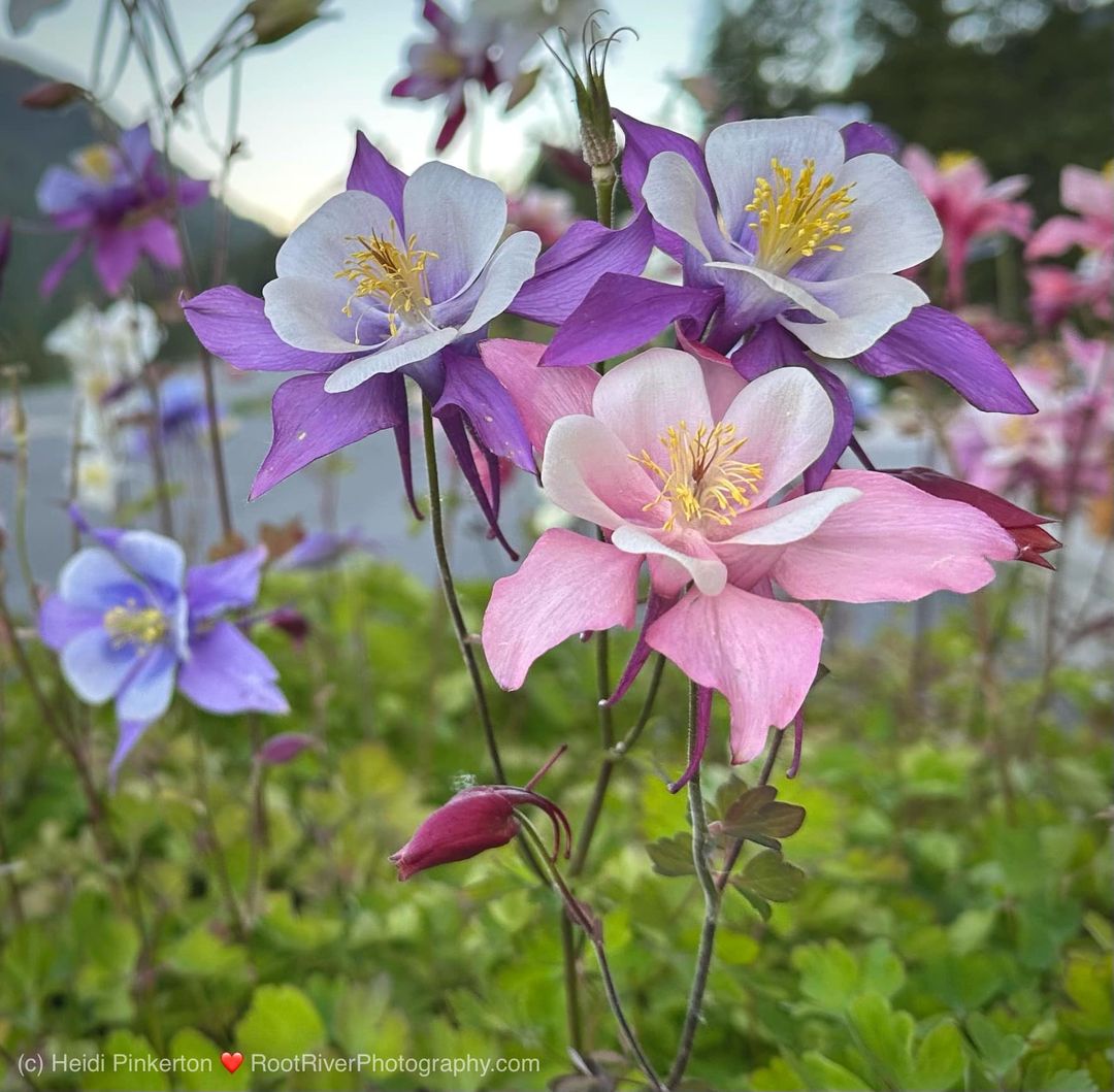 Practicing the Presence of Joy